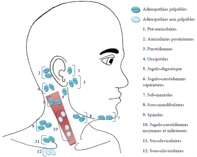 Examen exobuccal – Dermatologie buccale